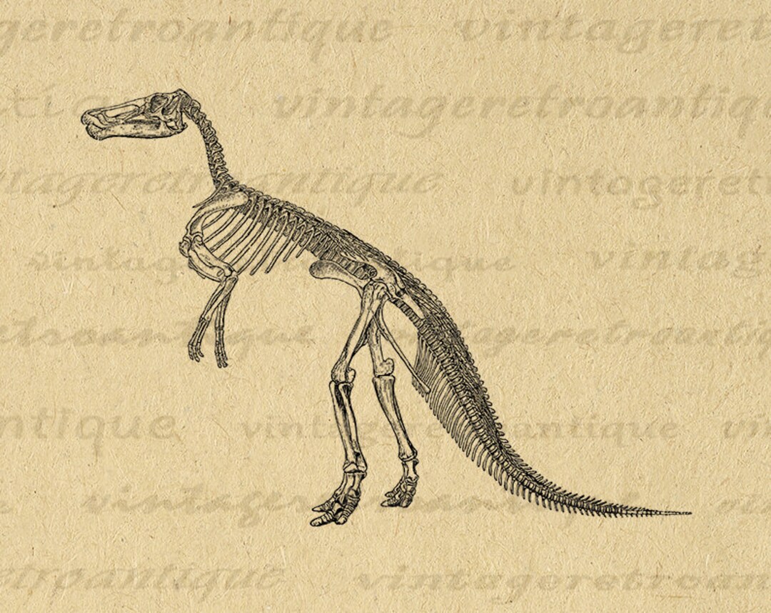 Printable Dinosaur Skeleton Digital Image Graphic Download Artwork ...