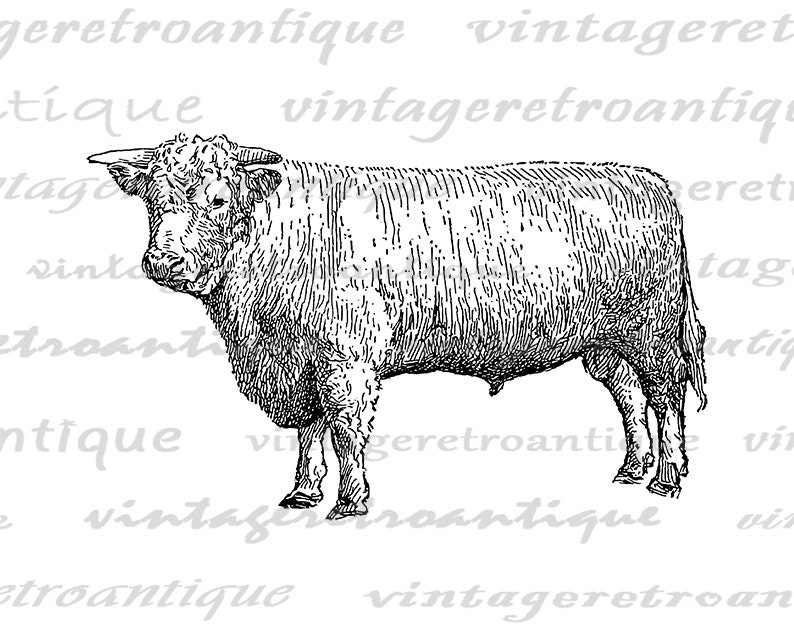 Printable Bull Digital Image Download Antique Bull Cow Illustration ...