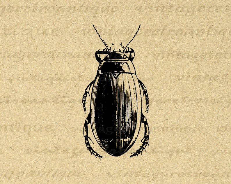 Printable Image Beetle Graphic Beetle Illustration Digital - Etsy