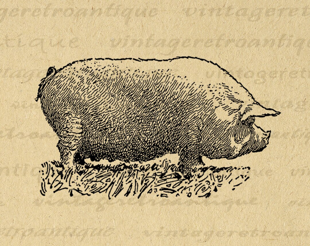 Antique Pig Digital Image Illustration Download Printable Vintage Pig ...