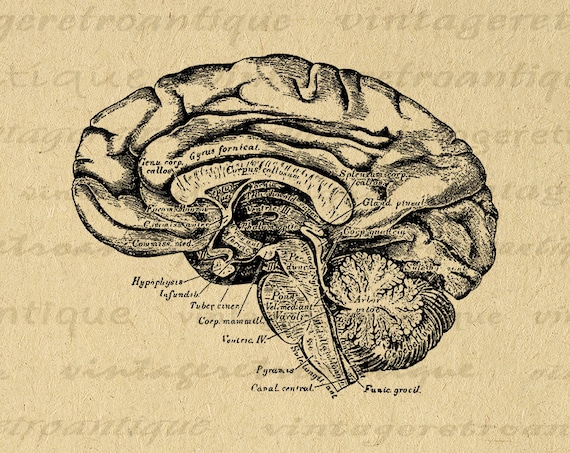 Printable Image Brain Diagram Cross Section Digital Medical - Etsy