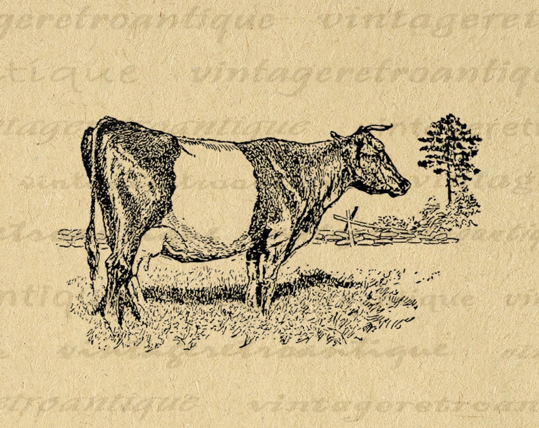 Farm Cow Printable Image Cow Graphic Animal Download Illustration ...