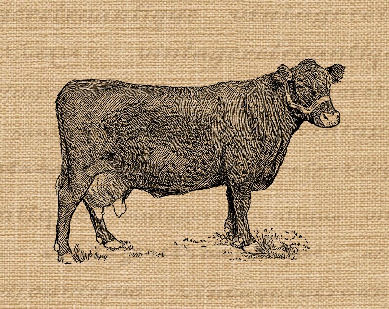 Digital Farm Cow Printable Graphic Illustration Image Download - Etsy