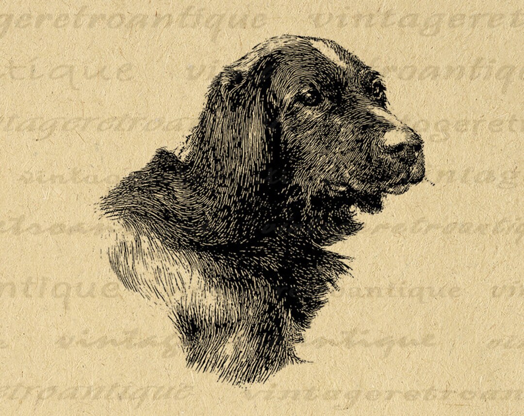 Printable Irish Setter Dog Illustration Download Graphic Dog Digital ...