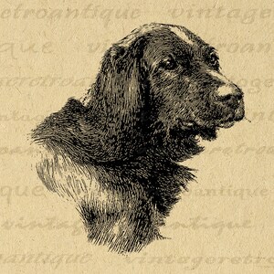 Printable Irish Setter Dog Illustration Download Graphic Dog Digital ...