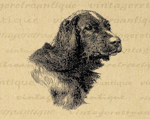 Printable Irish Setter Dog Illustration Download Graphic Dog | Etsy