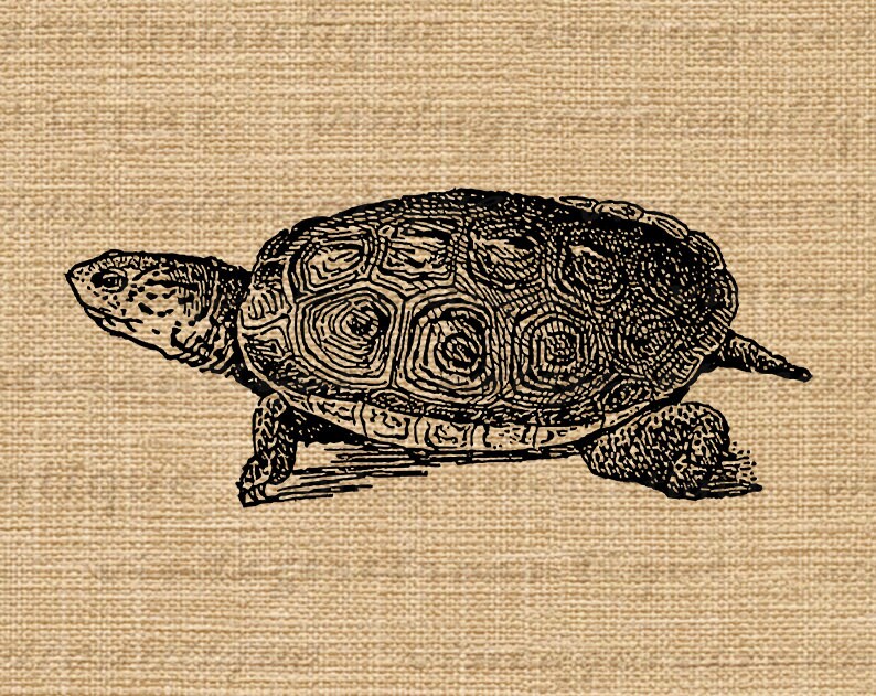 Terrapin Turtle Digital Graphic Printable Illustration Animal Image ...