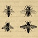 Printable Graphic Bee Collage Sheet Image Bees Digital Illustration ...