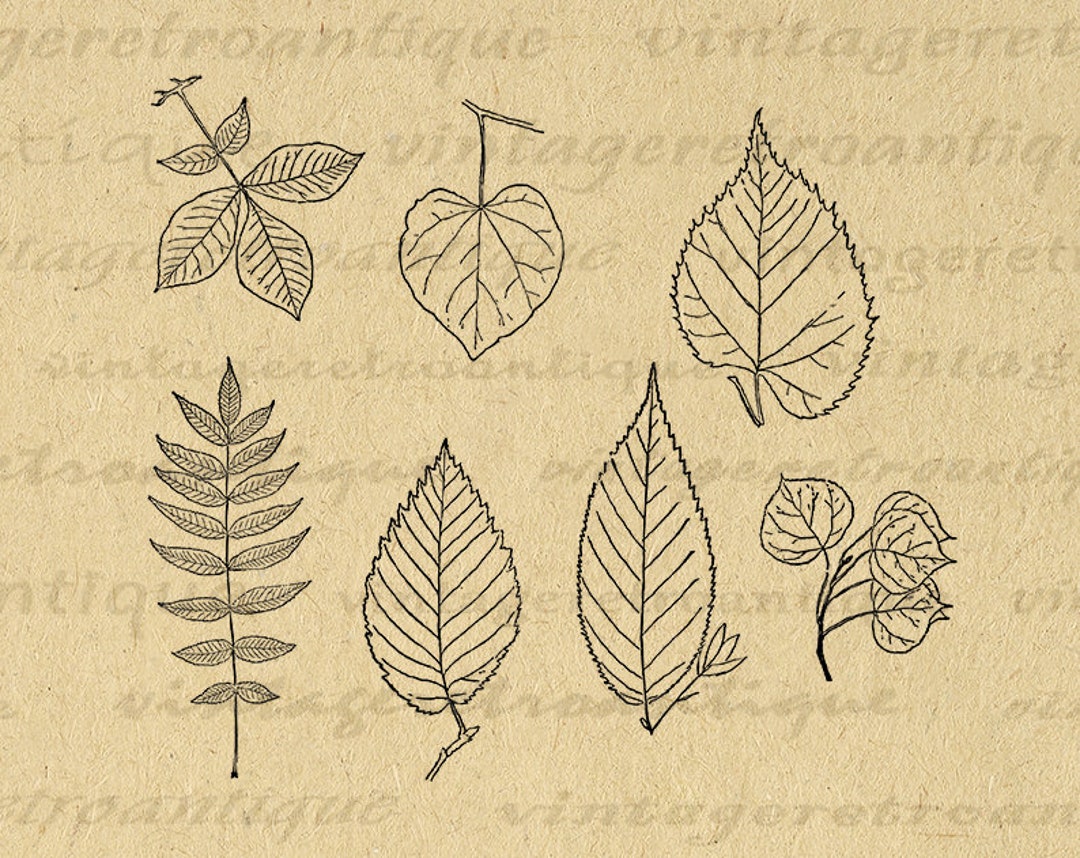 Printable Digital Leaf Graphic Leaves Collage Sheet Image Download ...