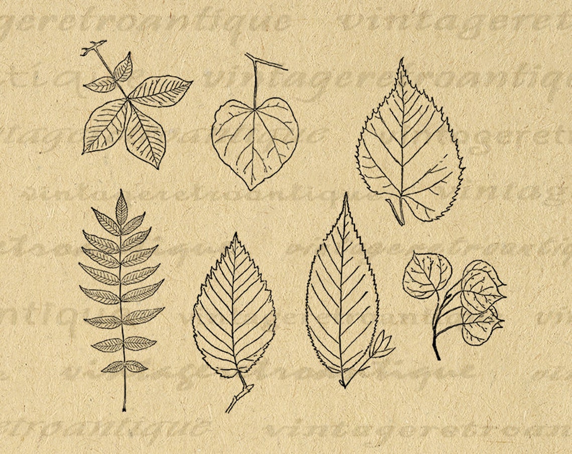 Printable Digital Leaf Graphic Leaves Collage Sheet Image - Etsy