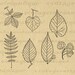Printable Digital Leaf Graphic Leaves Collage Sheet Image - Etsy