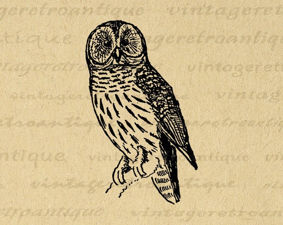 Digital Owl Graphic Image Antique Owl Illustration Printable | Etsy