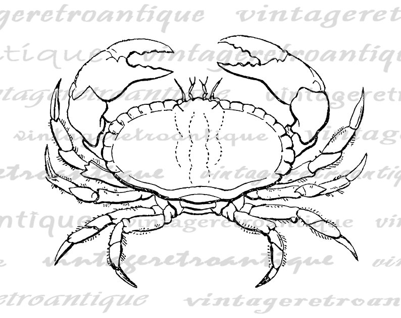 Ocean Crab Printable Digital Image Download Sea Themed - Etsy