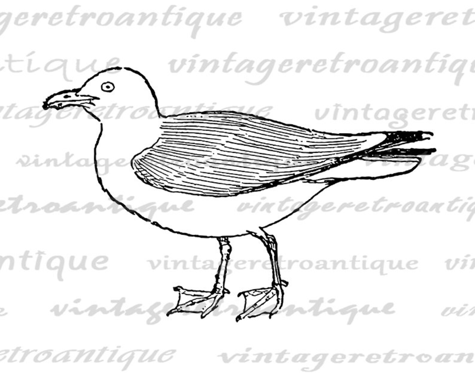 Printable Image Seagull Graphic Bird Illustration Antique - Etsy
