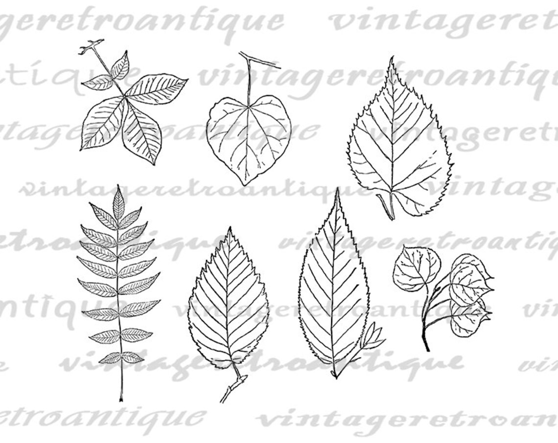 Printable Digital Leaf Graphic Leaves Collage Sheet Image - Etsy