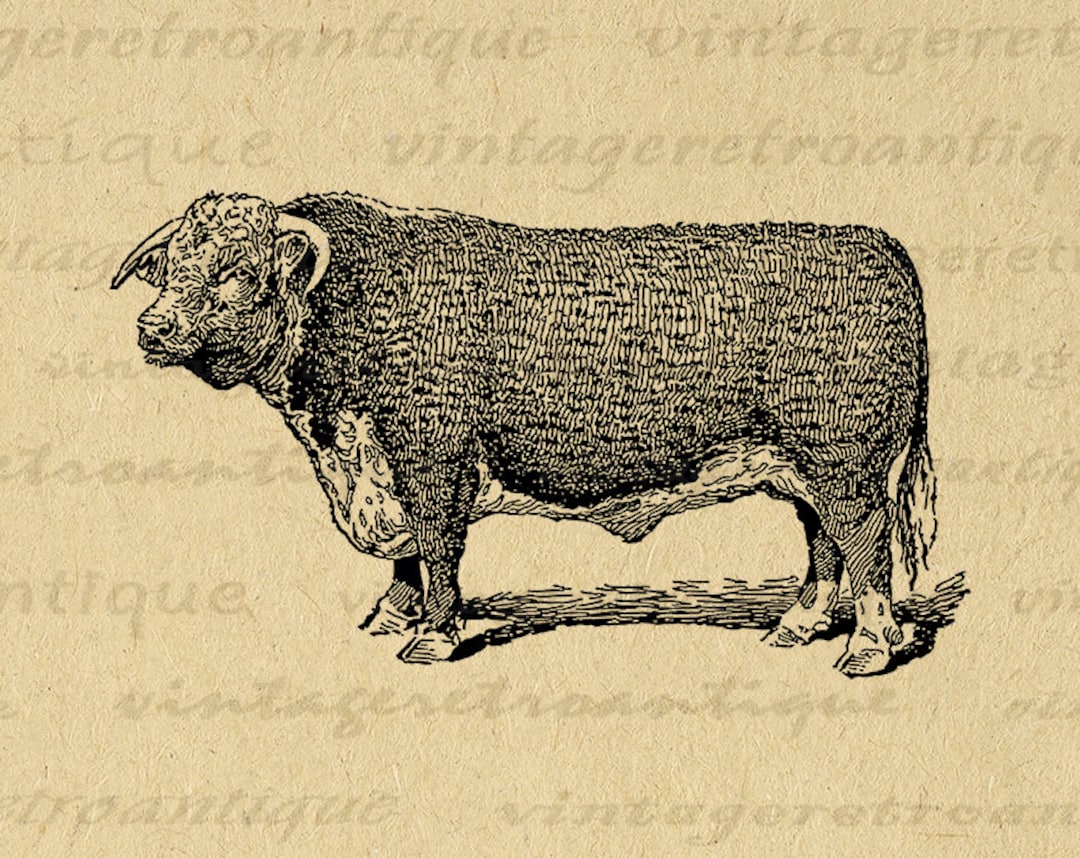 Old Fashioned Bull Cow Printable Graphic Image Farm Animal Download ...