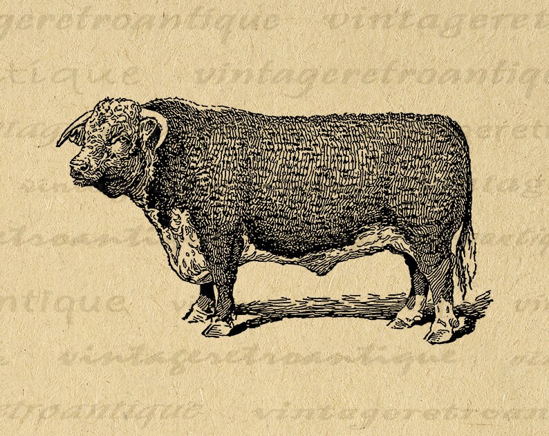 Old Fashioned Bull Cow Printable Graphic Image Farm Animal - Etsy