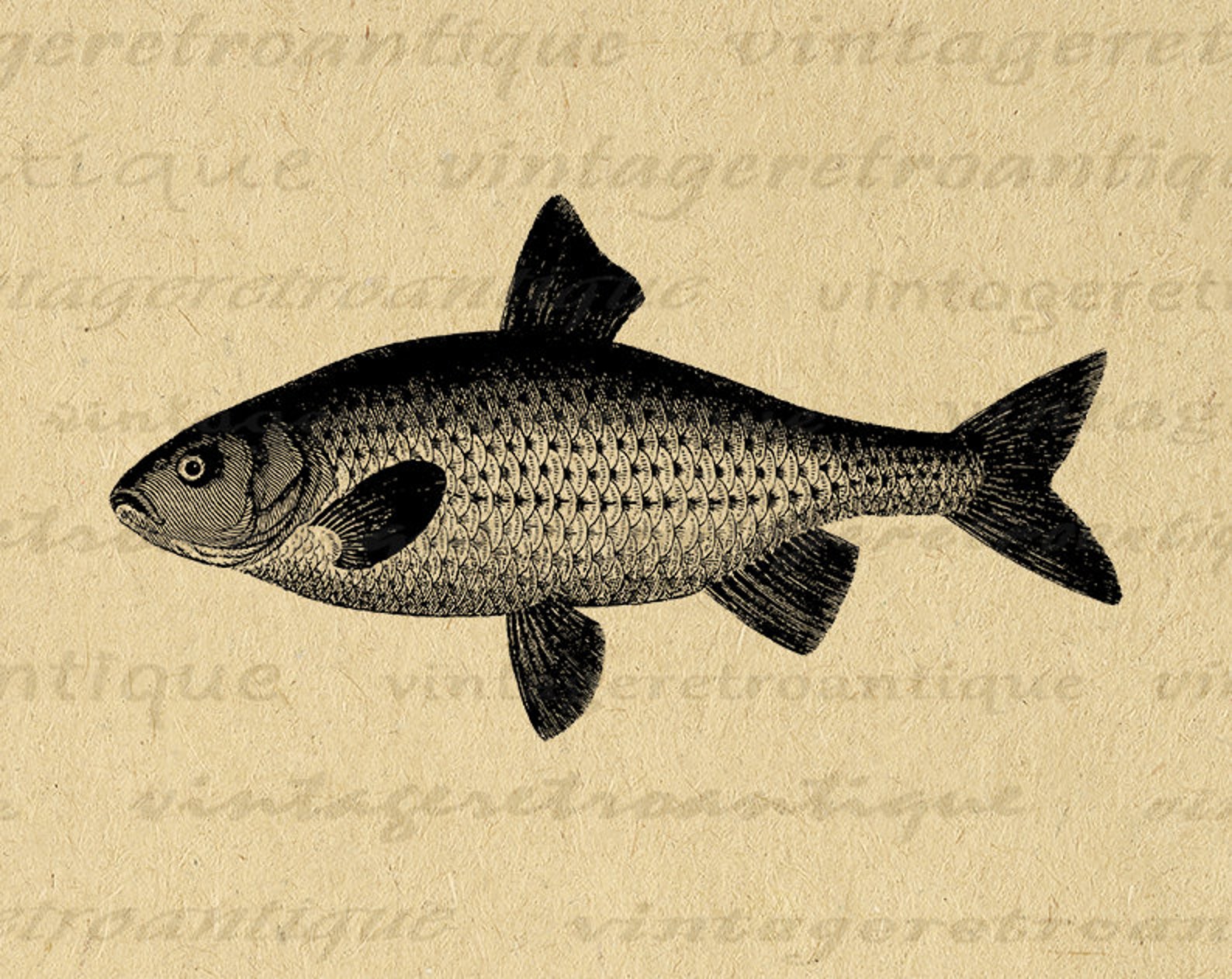 Digital Antique Fish Image Graphic Download Printable Fish Illustration ...