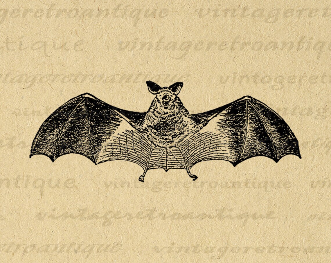 Bat Graphic Image Download Antique Bat Artwork Digital - Etsy