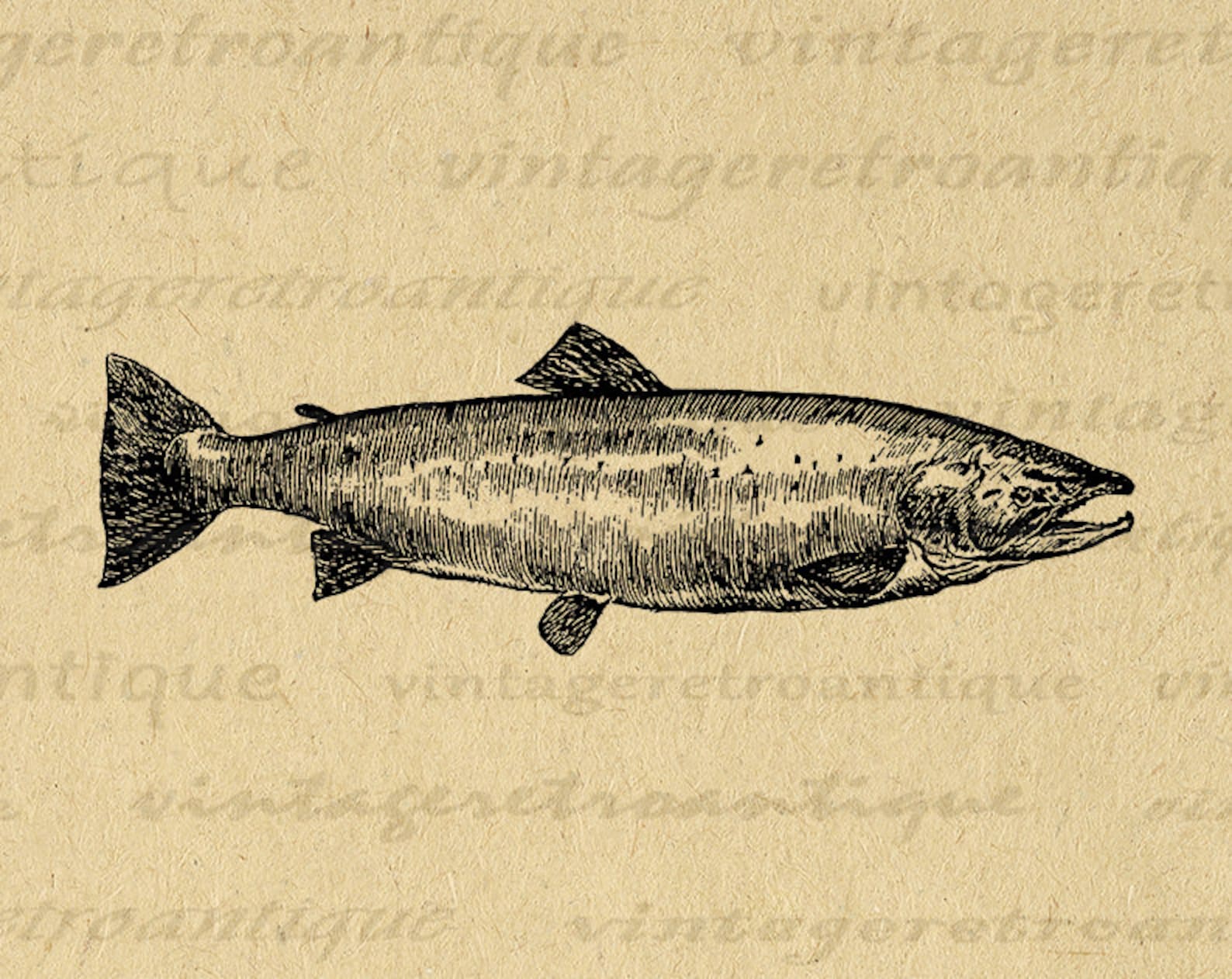 Digital Salmon Fish Printable Image Graphic Instant Download Artwork ...