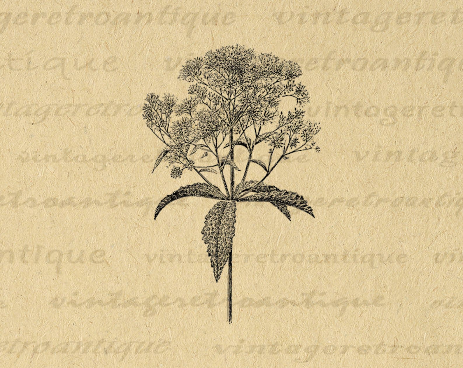 Printable Wildflowers Digital Image Wild Flower Illustration Download ...