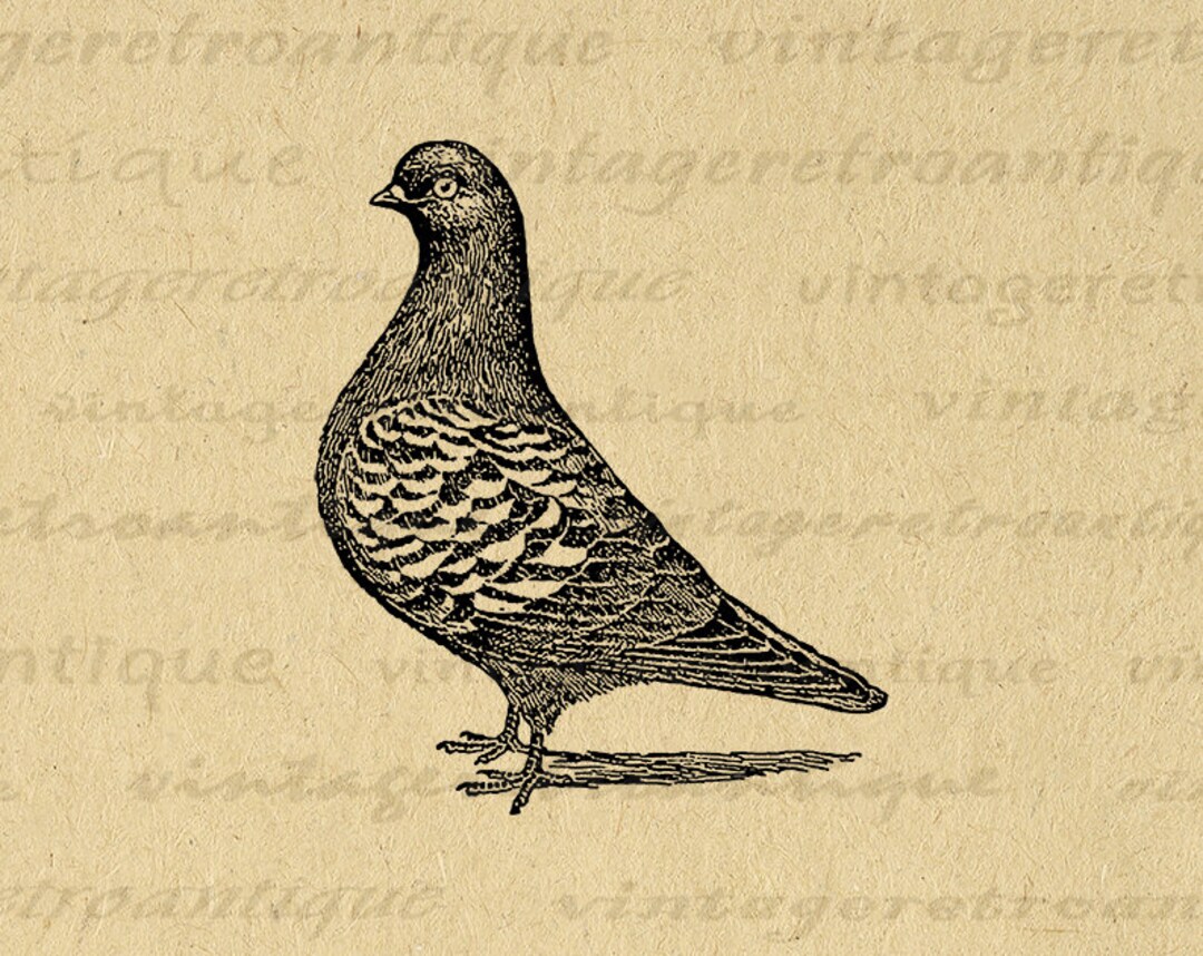 Printable Pigeon Graphic Bird Illustration Download Bird Digital Image ...