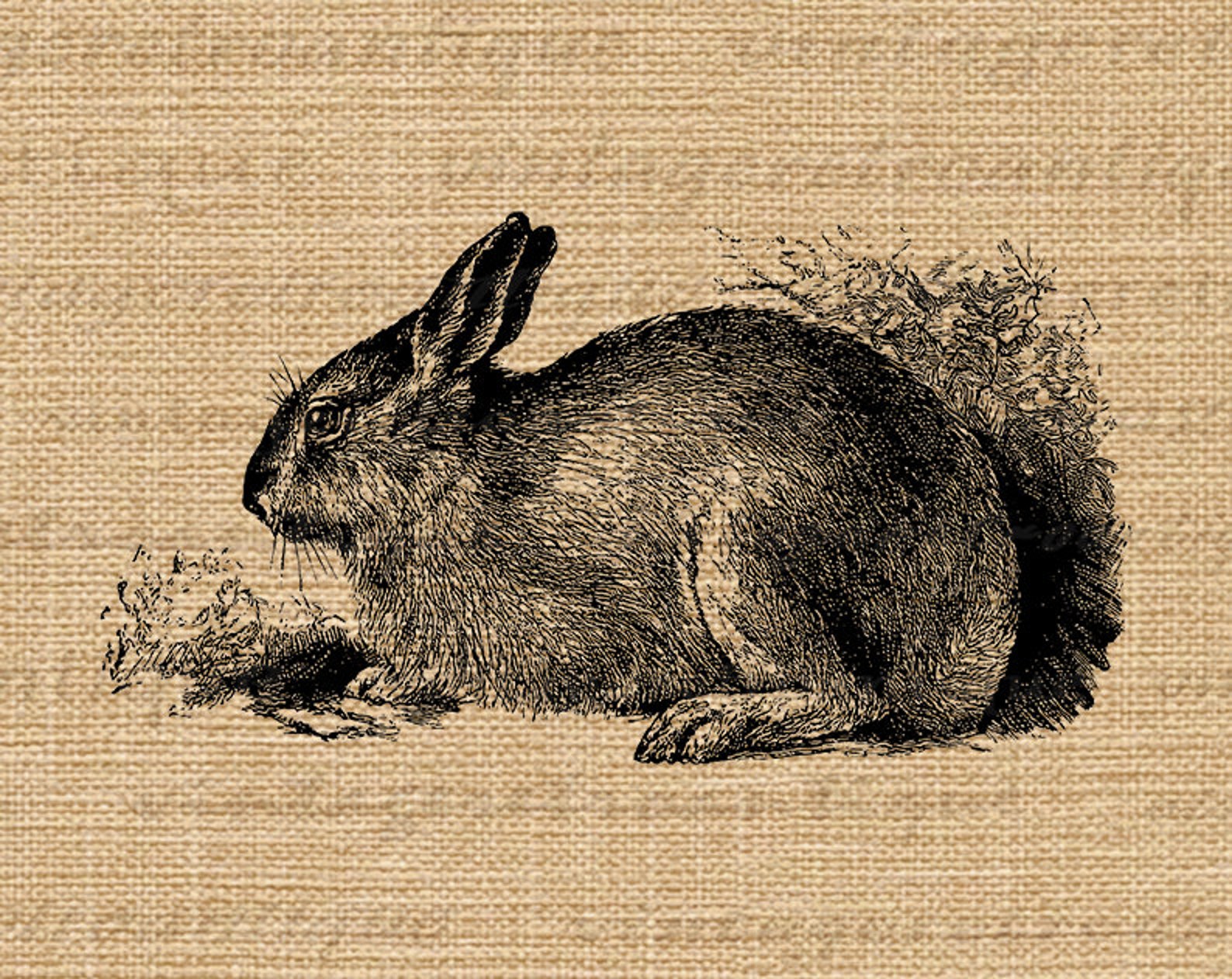 Printable Image Antique Rabbit Download Bunny Illustration | Etsy
