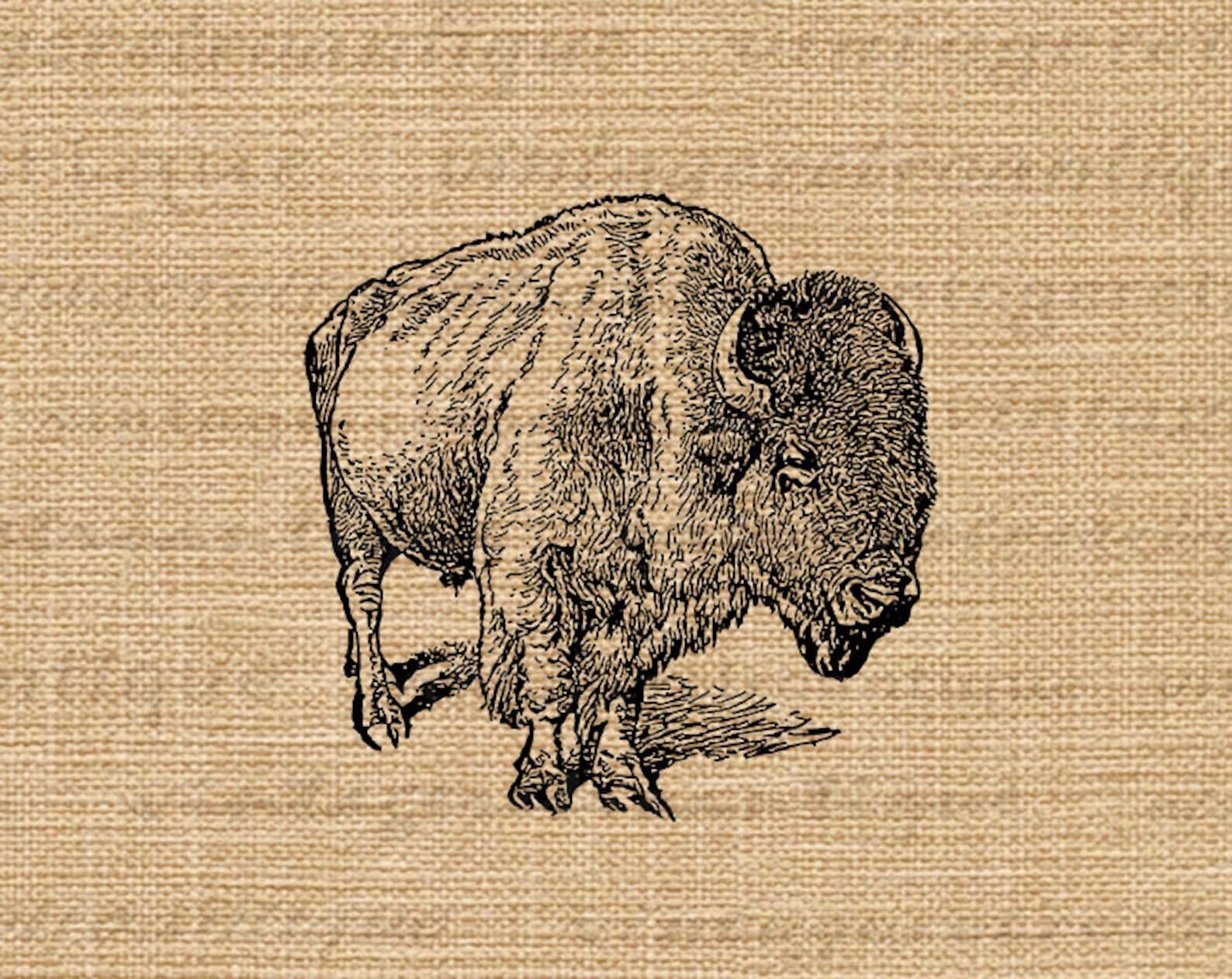 Printable Image Buffalo Graphic Bison Download Digital Antique - Etsy