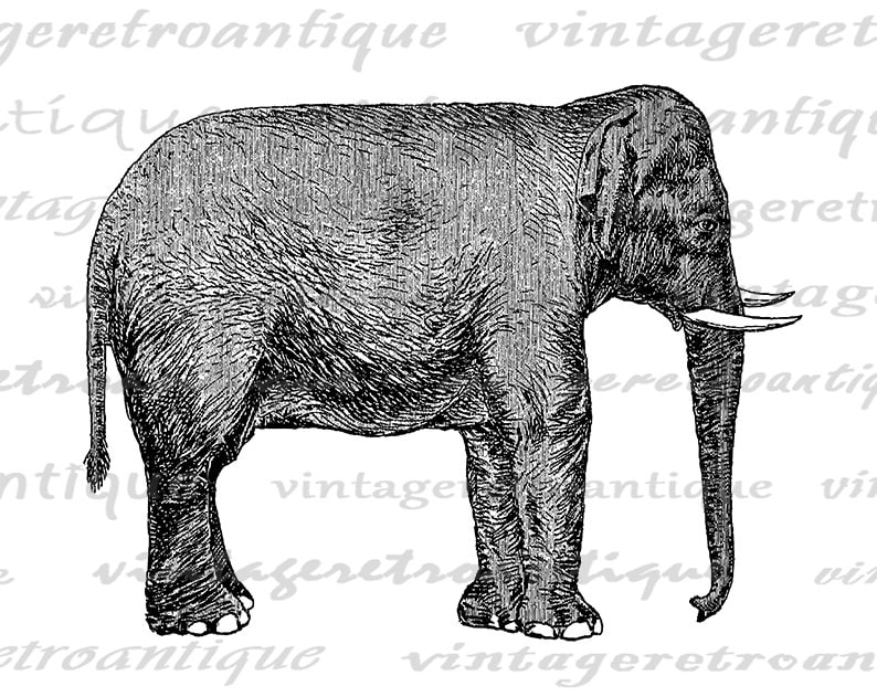 Digital Elephant Graphic Image Download Illustration Printable - Etsy