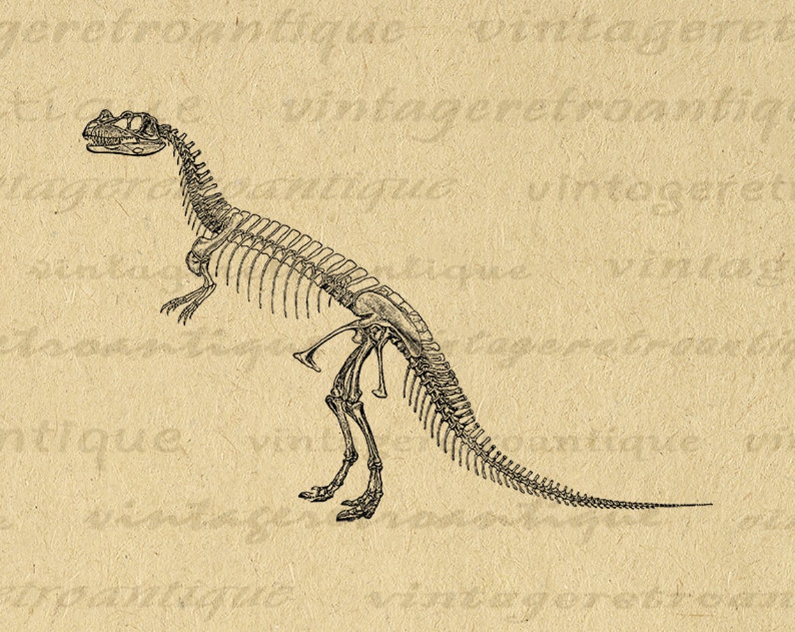 Digital Image Dinosaur Skeleton Paleontology Bones Printable - Etsy
