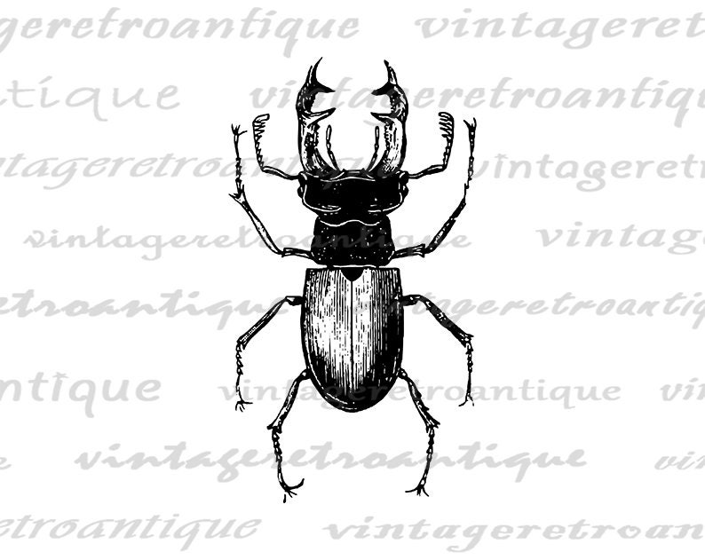 Printable Beetle Digital Image Graphic Insect Bug Download Vintage ...