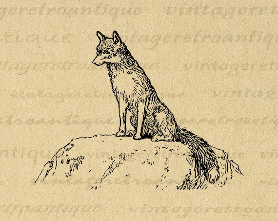 Printable Fox Antique Graphic Fox Illustration Digital Image | Etsy