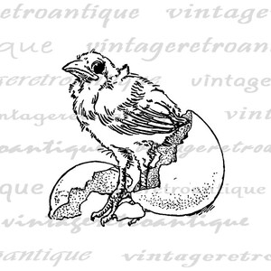 Chick Hatching From Egg Digital Image Download Vintage Cute Bird ...