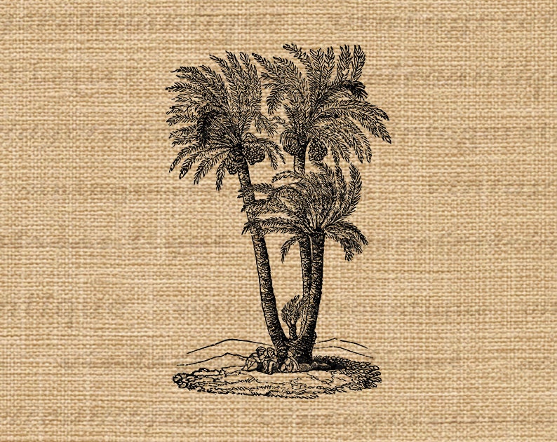Printable Image Palm Tree Graphic Digital Download Artwork - Etsy