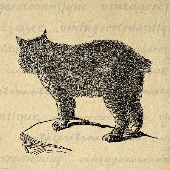 Items similar to Printable Digital Canada Lynx Cat Download Graphic ...