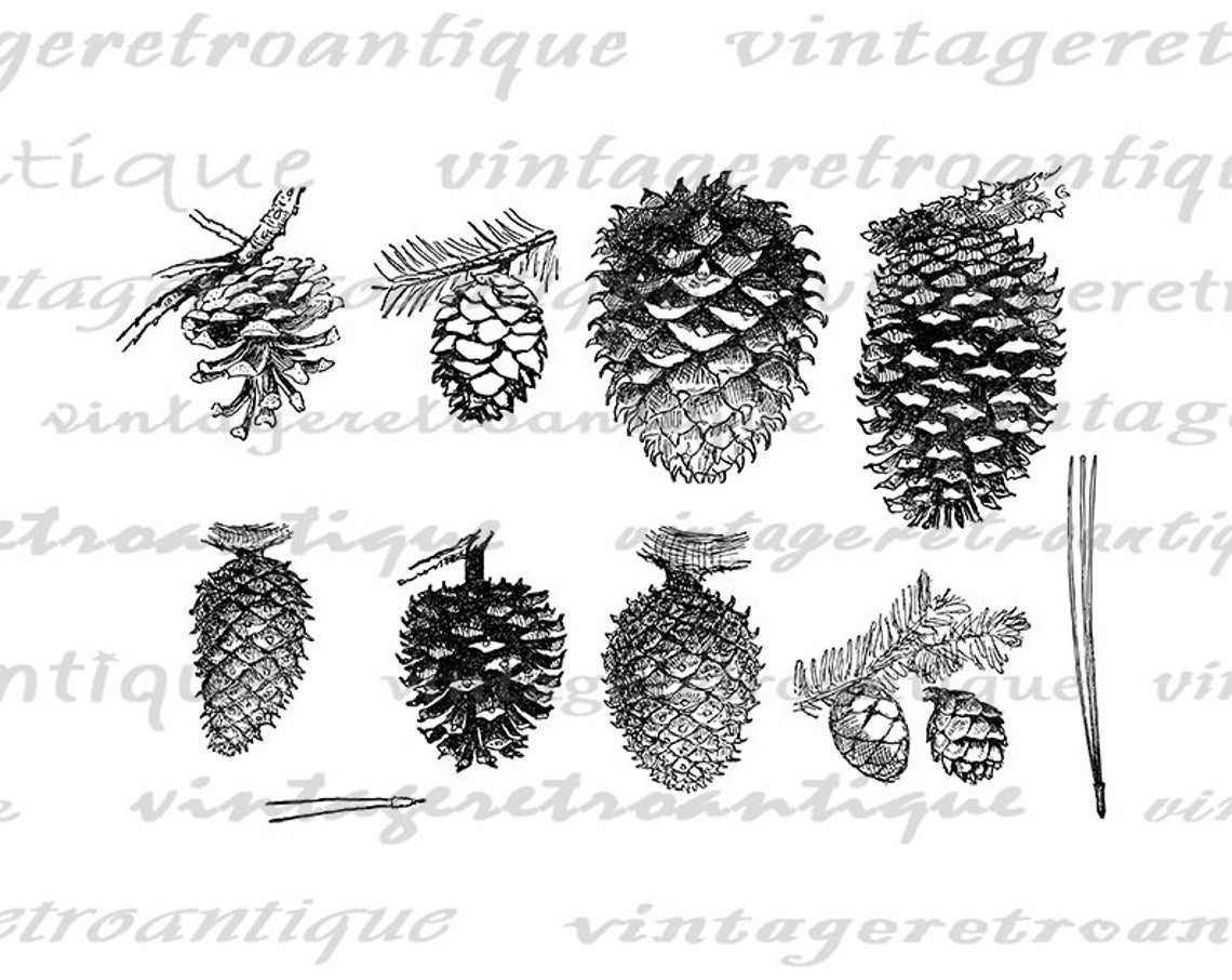 Pinecone Collection Printable Pine Cone Digital Image Graphic - Etsy
