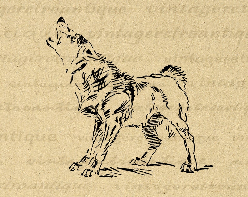 Printable Howling Wolf Graphic Image Illustrated Download - Etsy