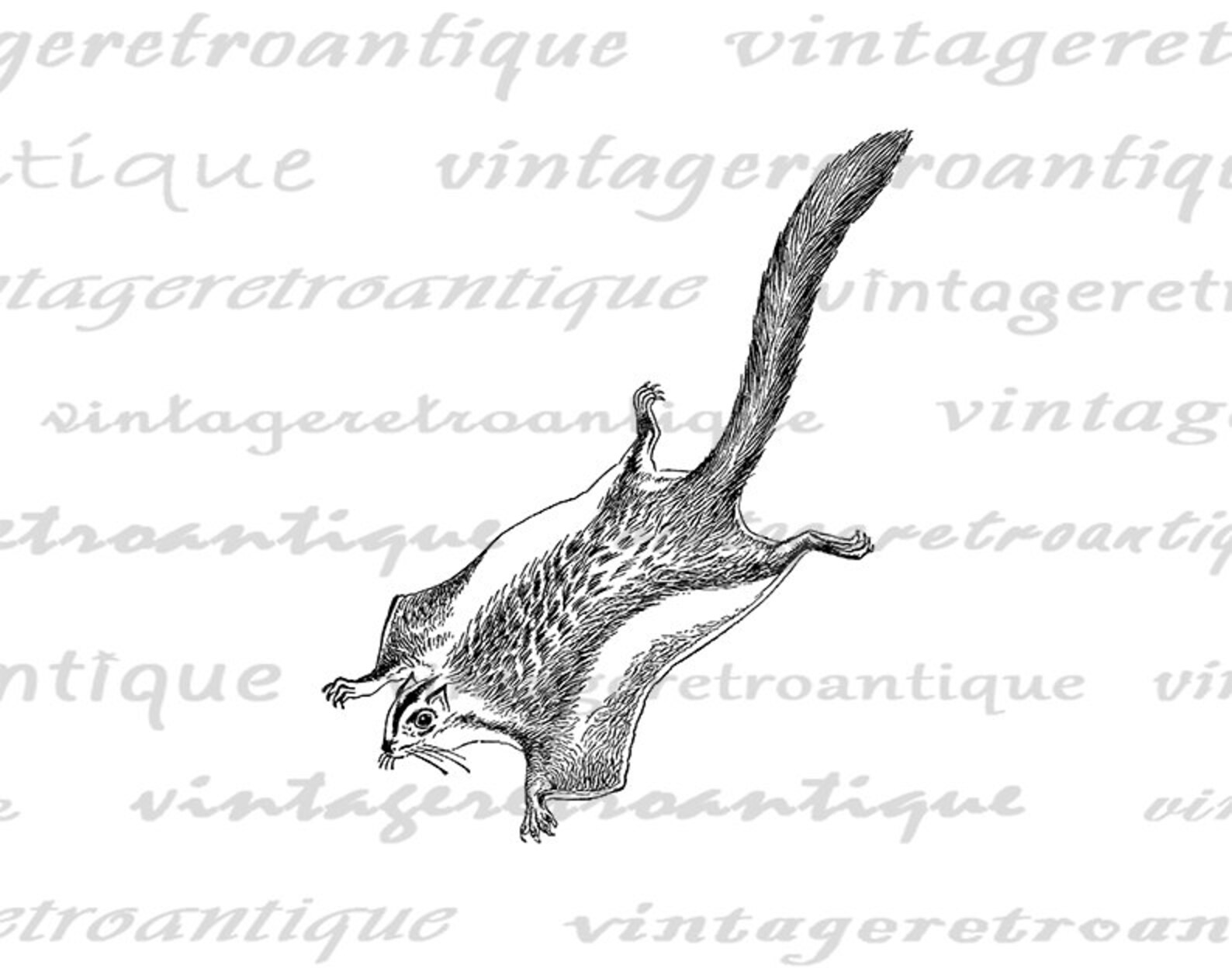 Digital Printable Flying Squirrel Image Graphic Download - Etsy