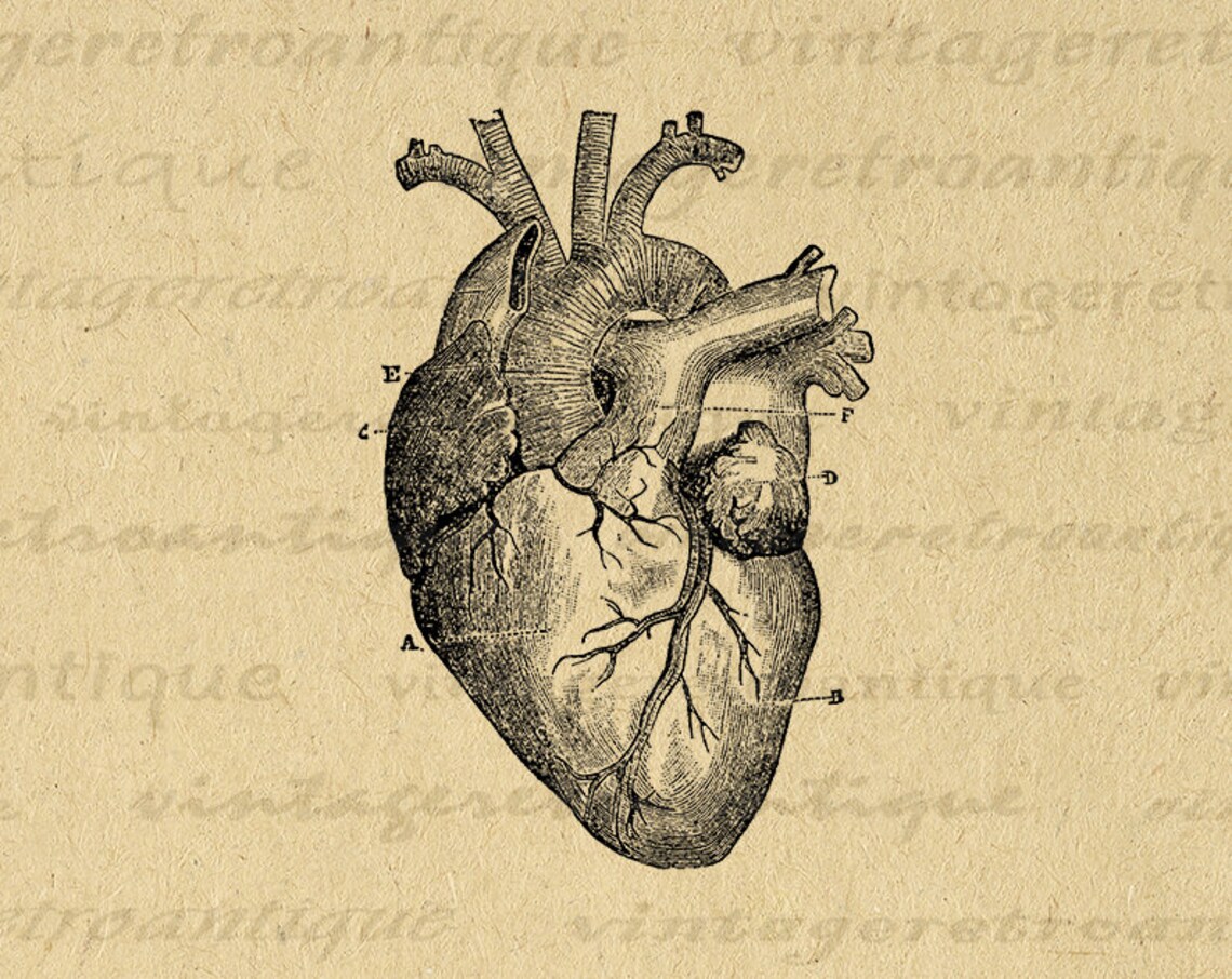 Digital Heart Diagram Graphic Image Medical Printable Anatomy - Etsy