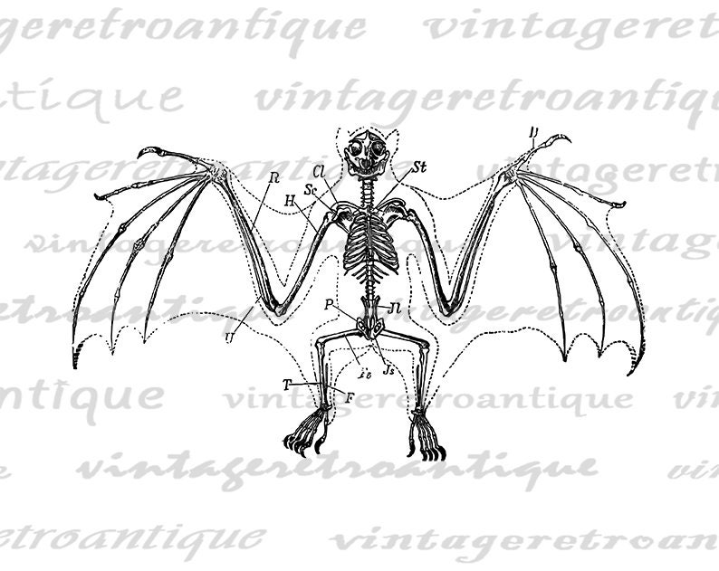 Bat Skeleton Digital Printable Download Halloween Bat Image - Etsy