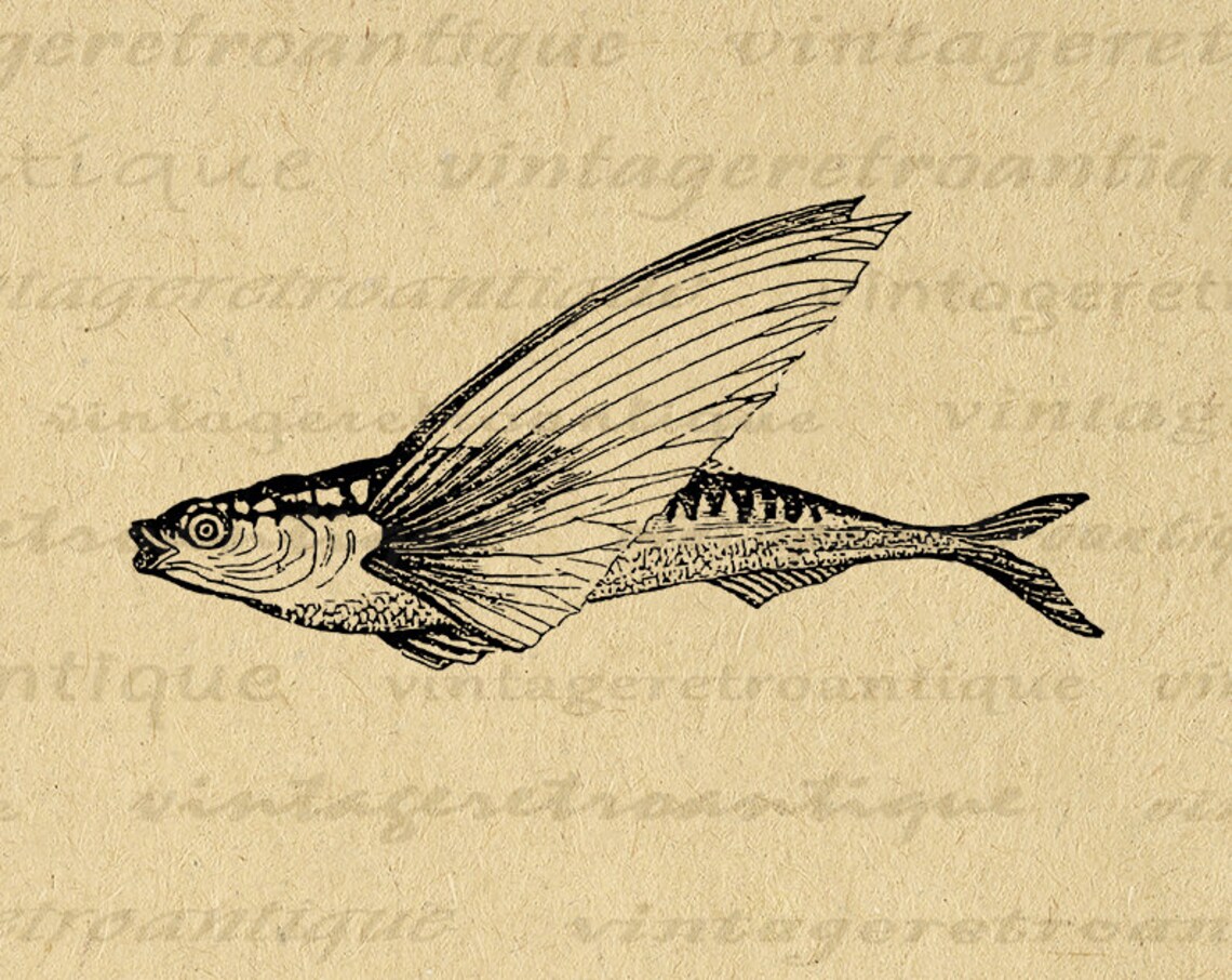 Digital Flying Fish Graphic Image Antique Fish Illustration Printable ...