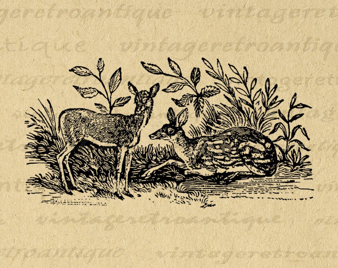 Two Deer Digital Image Graphic Illustration Printable Download Vintage ...