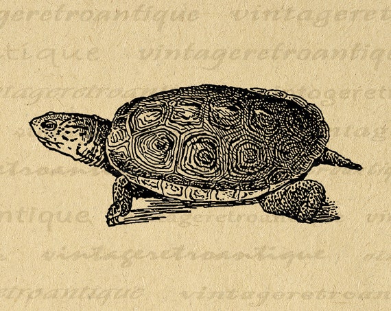 Terrapin Turtle Digital Graphic Printable Illustration Animal | Etsy