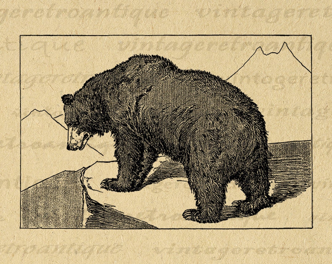 Vintage Bear Illustration