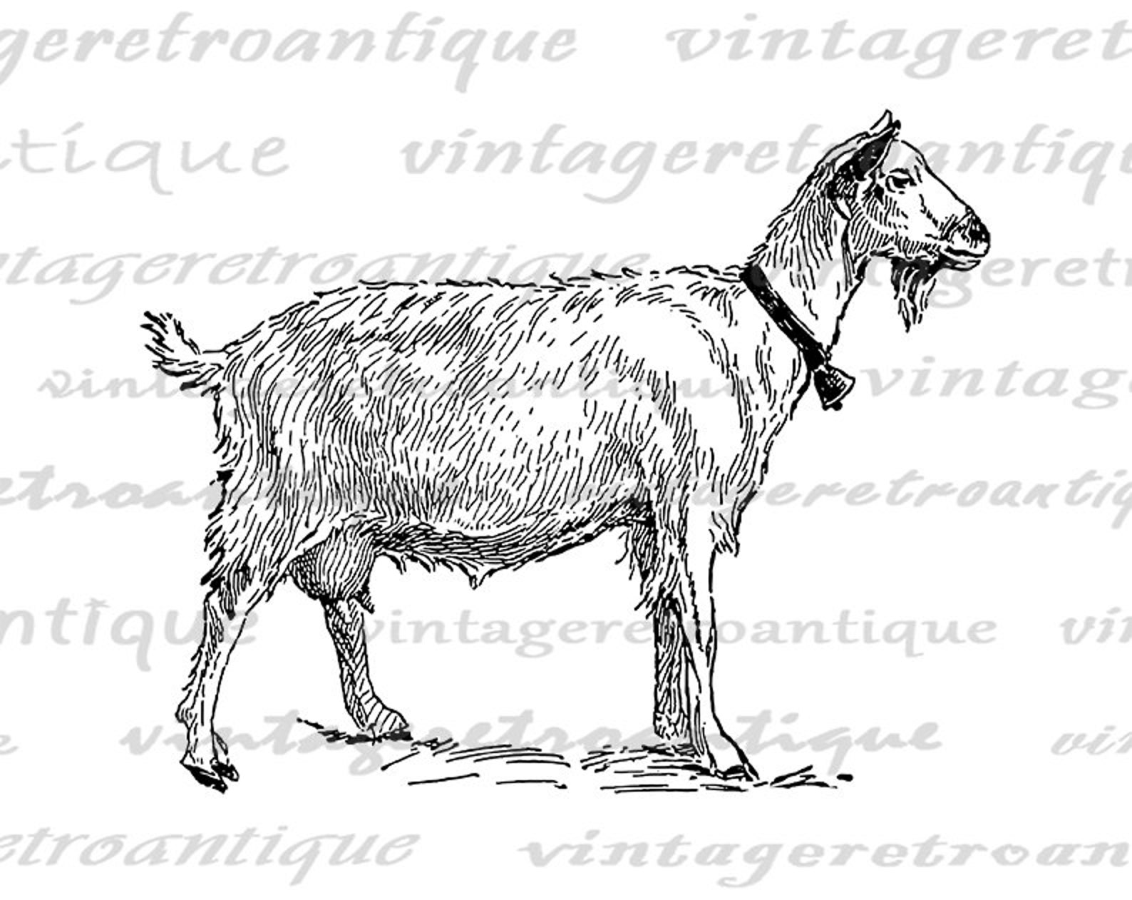 Digital Goat With Bell Image Download Illustration Printable Graphic ...