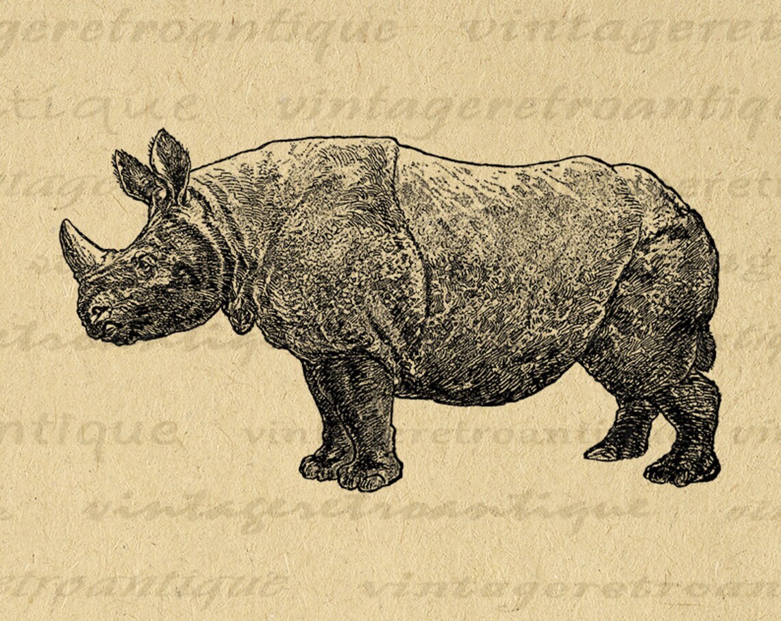 Rhino Graphic Printable Image Download Rhinoceros Illustration - Etsy