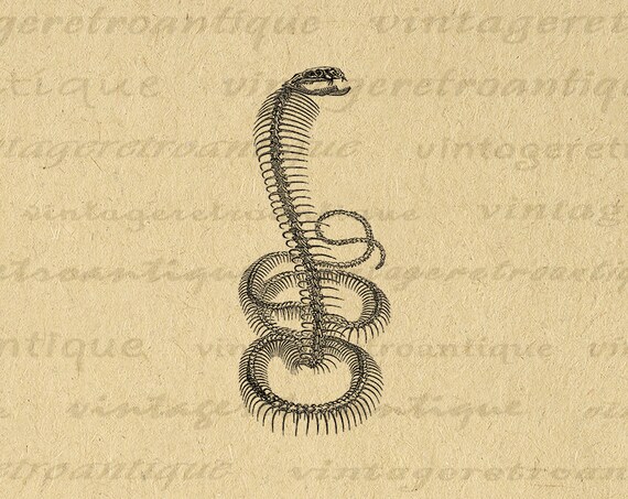 Digital Image Snake Skeleton Graphic Download Printable | Etsy