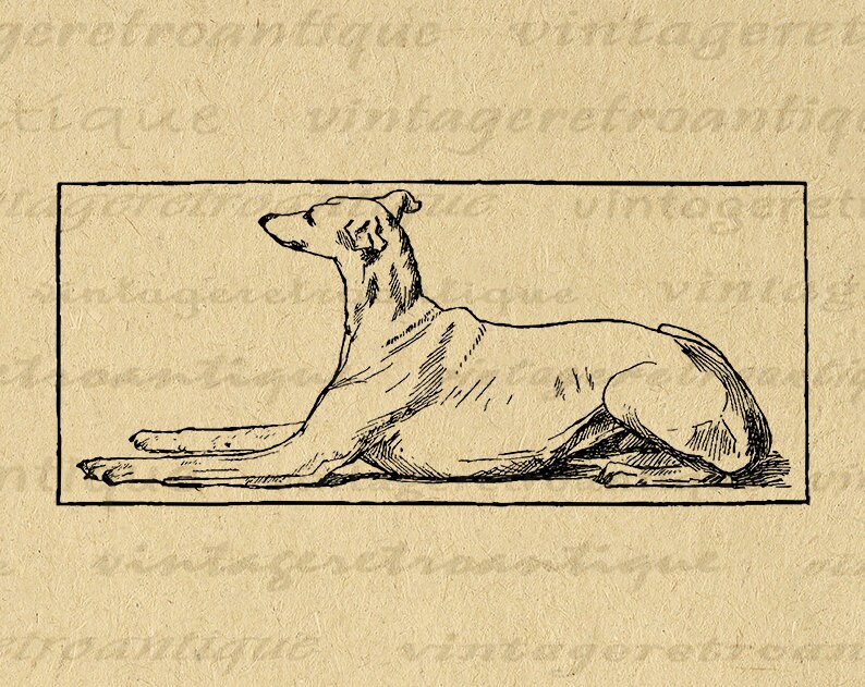 Printable Greyhound Dog Digital Image Pet Animal Download - Etsy