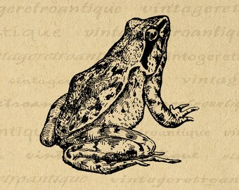 Fat Little Frog Witch Sketch Illustration 8.5 X 11 Black and White ...