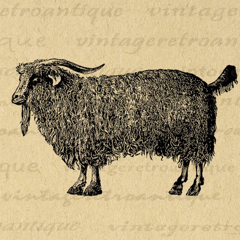 Angora Goat - Etsy